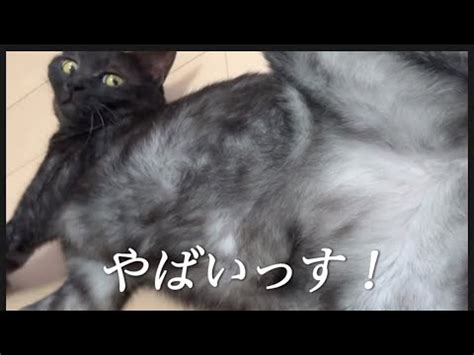 保護猫チャチャヤクザ顔負けの黒猫チャチャおっ恐ろしい YouTube