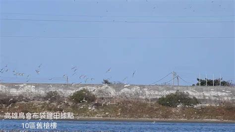高雄鳥會粉絲團 布袋鹽田 近5000隻黑腹濱鷸群飛