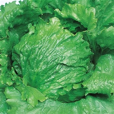 Amazon 種 野菜たね レタス デンバーレタス 1袋2ml 第4種郵便 国華園 23年春商品 野菜