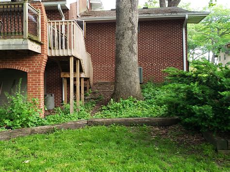 Before And Afters Plant Life Designs