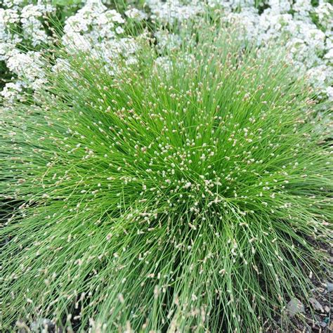 isolepis cernua - fibre-optic grass | Grass, Garden site, Ornamental ...