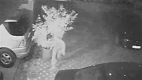 Върнаха откраднатото лимоново дърво но не и лимоните видео Новини бг