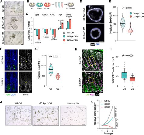 Telomere Dysfunction Alters Intestinal Stem Cell Dynamics To Promote Cancer Developmental Cell