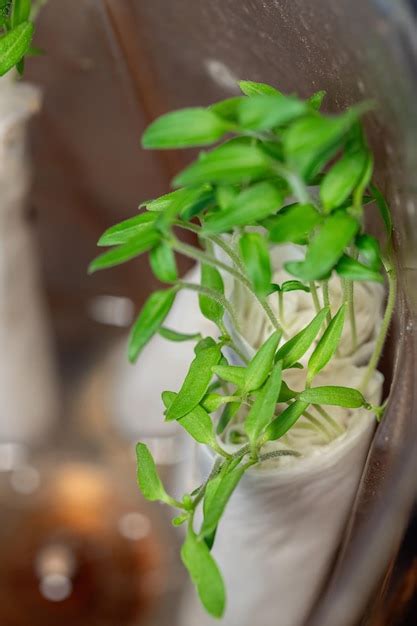Premium Photo Germination Of Seedlings In Paper Seed Planting Methods