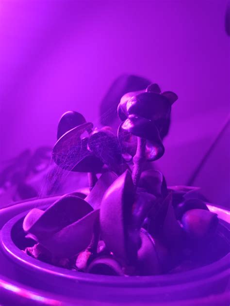 Spider Mites Rplantclinic