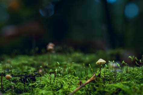 Verhalten Im Wald Sdw