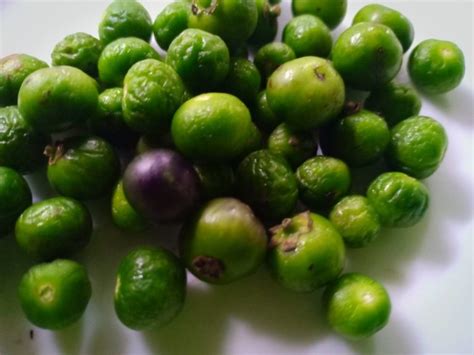 Leunca Pahit Tidak Selalu Buruk Ccrc