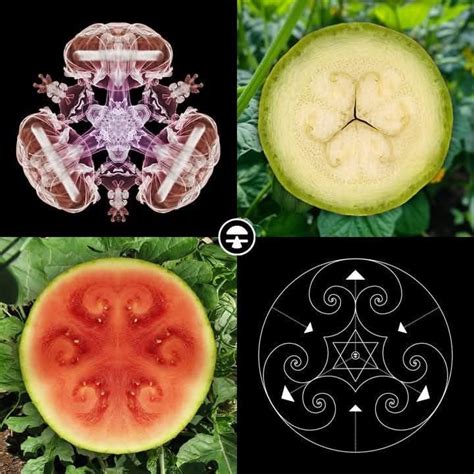 Heath Wackerly The Toroidal Geometry Of The Zucchini