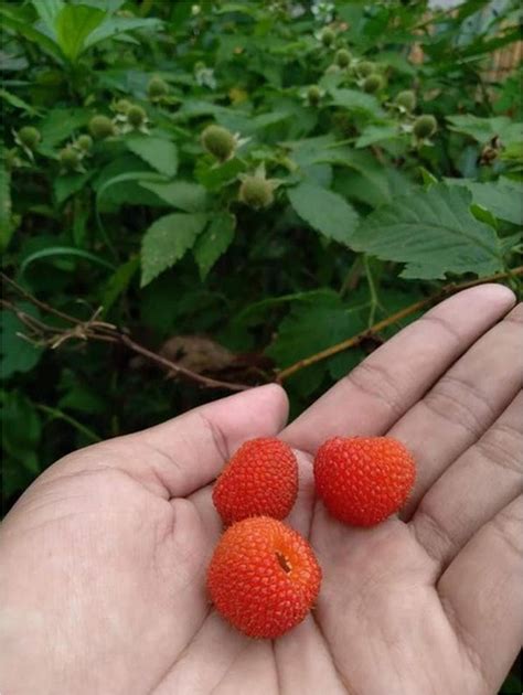 Bibit Raspberry Pohon Merah Arbey Arben Strobery Gunung Kota Depok