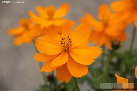 硫华菊种子播种需要浸泡吗？ 花卉百科 绿宝园林网