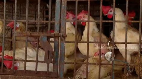 Chicken Price Skyrocketing In Kerala ഈ ചൂടുകാലത്തെ ചിക്കൻ കറി കൈപൊള്ളിക്കും ചിക്കൻ വില