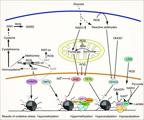 Oxidative Stress Influences Chromatin Modifiers Chromatin Modifying
