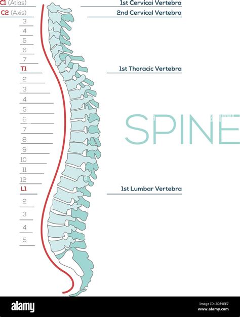 Vertebral Column Diagram Easy