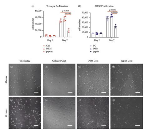 Primary Tenocytes And Adscs Were Plated At 20000 Cellswell And