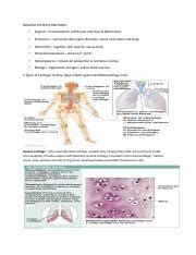 SKELETAL SYSTEM FUNCTIONS Docx SKELETAL SYSTEM FUNCTIONS Support Framework For Soft