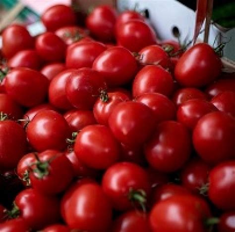 Tomato Seeds India Vegetable Seeds