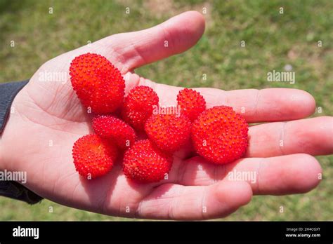 Native Raspberry Fruit Rubus Parvifolius Also Known As Japanese Bramble Or Australian