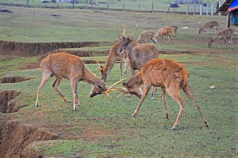 Ocampo Deer Farm Camarines Sur