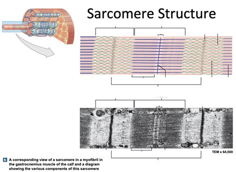 Sarcomere Structure Diagram Quizlet