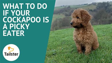 Cockapoo Care