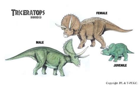 Triceratops Horridus Jurassic Park Jurassic World Dinosaurs
