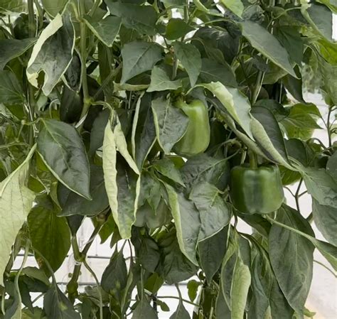 Maturity Peppers In Greenhouses By Object Detection Object Detection Dataset By Tecnologico De