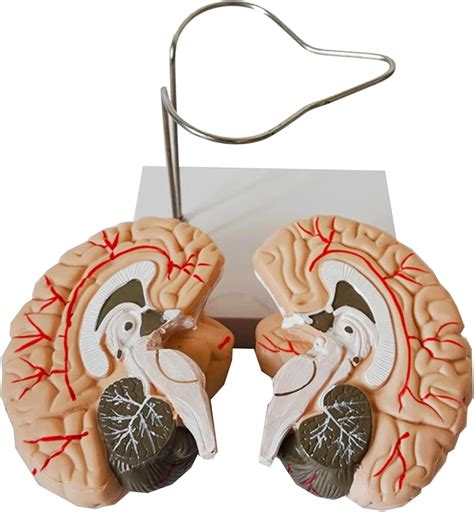 Vascular Anatomy Of The Brain