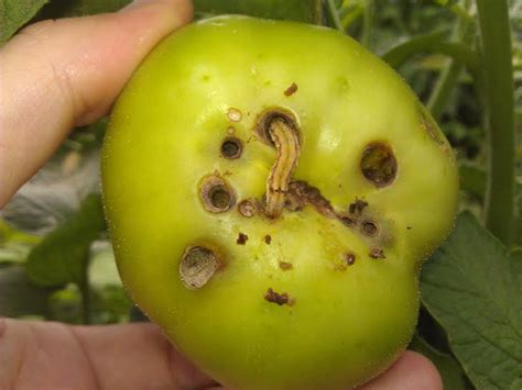Tuta Absoluta Daños Tratamiento Y Control De La Plaga