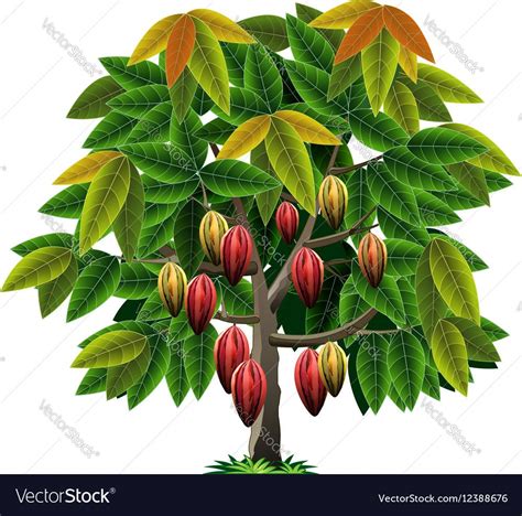Cocoa Tree Vector Image On Vectorstock Cocoa Plant Cocoa Plant Illustration