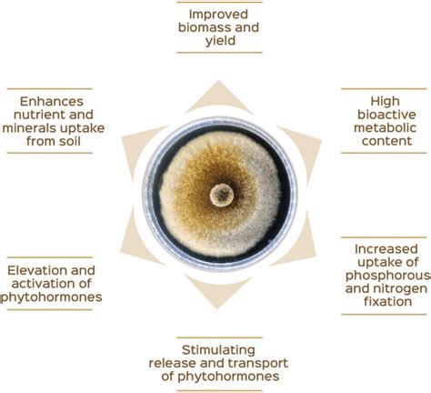 1 Functions Of Fungal Endophytes In Host Plants Download Scientific