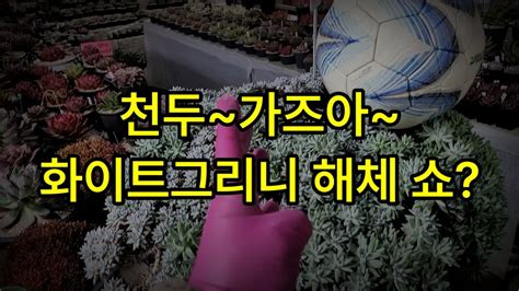 천두 두들레야 화이트그리니 폭망~ 건강한 다육이 군생을 고르려면 Youtube