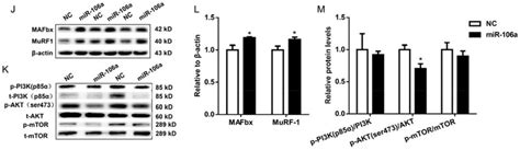 Mir 106a 5p Contributed To Myotubes Atrophy A Expression Level Of