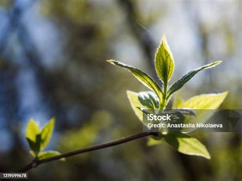樹枝上新幼葉的特寫鏡頭陽光在綠葉之間傳遞光線形狀異常的葉子看起來像個小人物 照片檔及更多 夏天 照片 夏天 大自然 太陽光 Istock