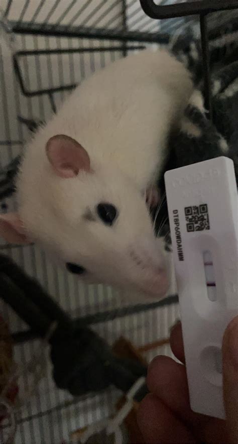 Rat Test Came Out Positive R Rats