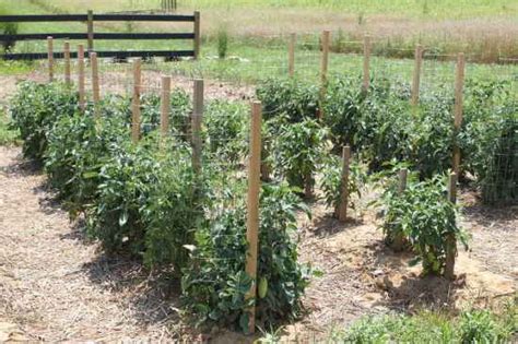 18 Diy Tomato Cages For Your Garden