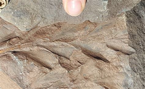 A Fossil On An Ancient Trail The Catskill Geologist