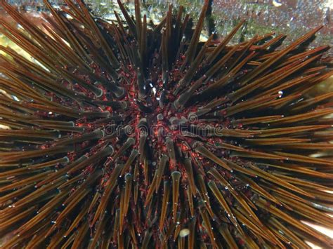 Purple Sea Urchin Rock Sea Urchin Or Stony Sea Urchin Paracentrotus