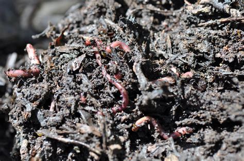 Platyhelminthes The Digestive System Xhs