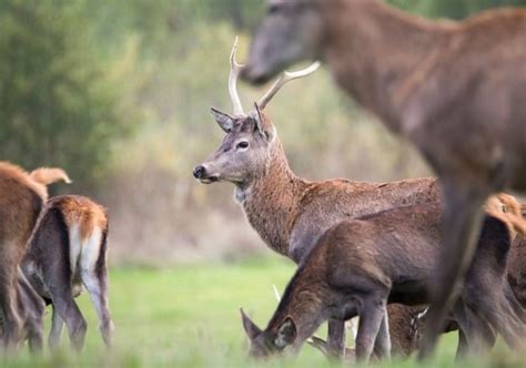 What Is The Hunters Role In Wildlife Conservation