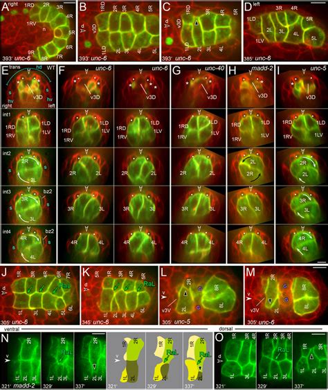 Int Ring Rotation Defects In Unc 6netrin Pathway Mutants A D