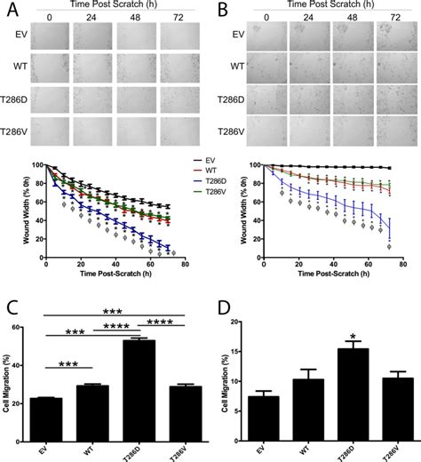 Phosphorylation Of Calciumcalmodulin Stimulated Protein Kinase Ii At