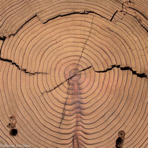 Touch The Wind Tree Ring Lab Tour