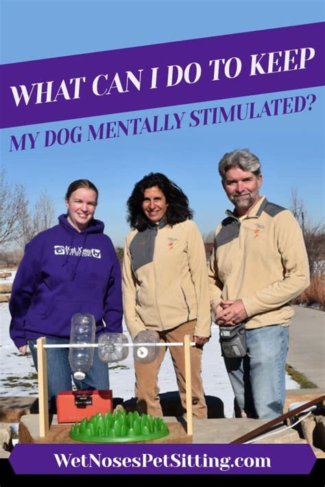 What Can I Do To Keep My Dog Mentally Stimulated Wet Noses Pet Sitting