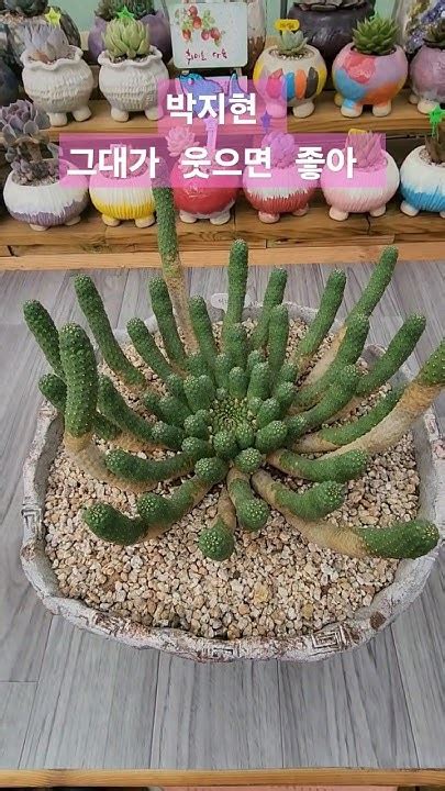 취미는다육이네 키핑장 이너미스 바람꽃다육 박지현신곡 그대웃 Youtube