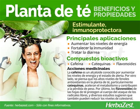 Yerba Mate Herbazest Frutas Y Verduras Beneficios Beneficios De