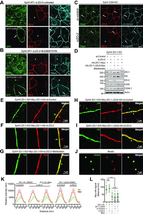 The Zu5 Cingulin Interaction Promotes The Extended Conformation Of Zo 1 Download Scientific