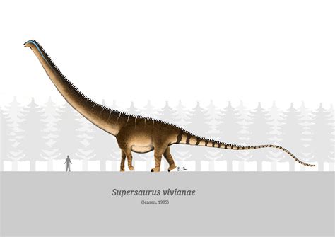 Supersaurus Vivianae Size Comparison By Noisyclash On Deviantart