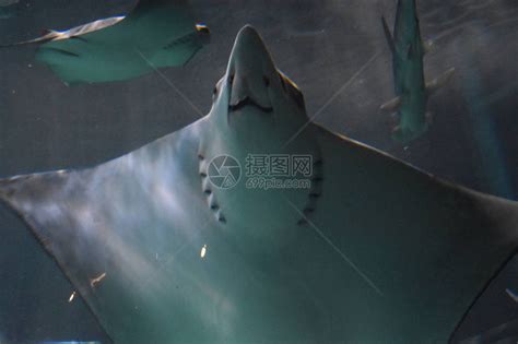 水族馆水中的黄貂鱼高清图片下载 正版图片504983264 摄图网