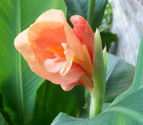 美人蕉 花百科