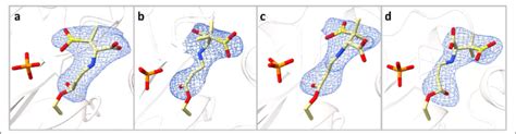 Difference Electron Density Maps Determined In The Active Sites Of Blac
